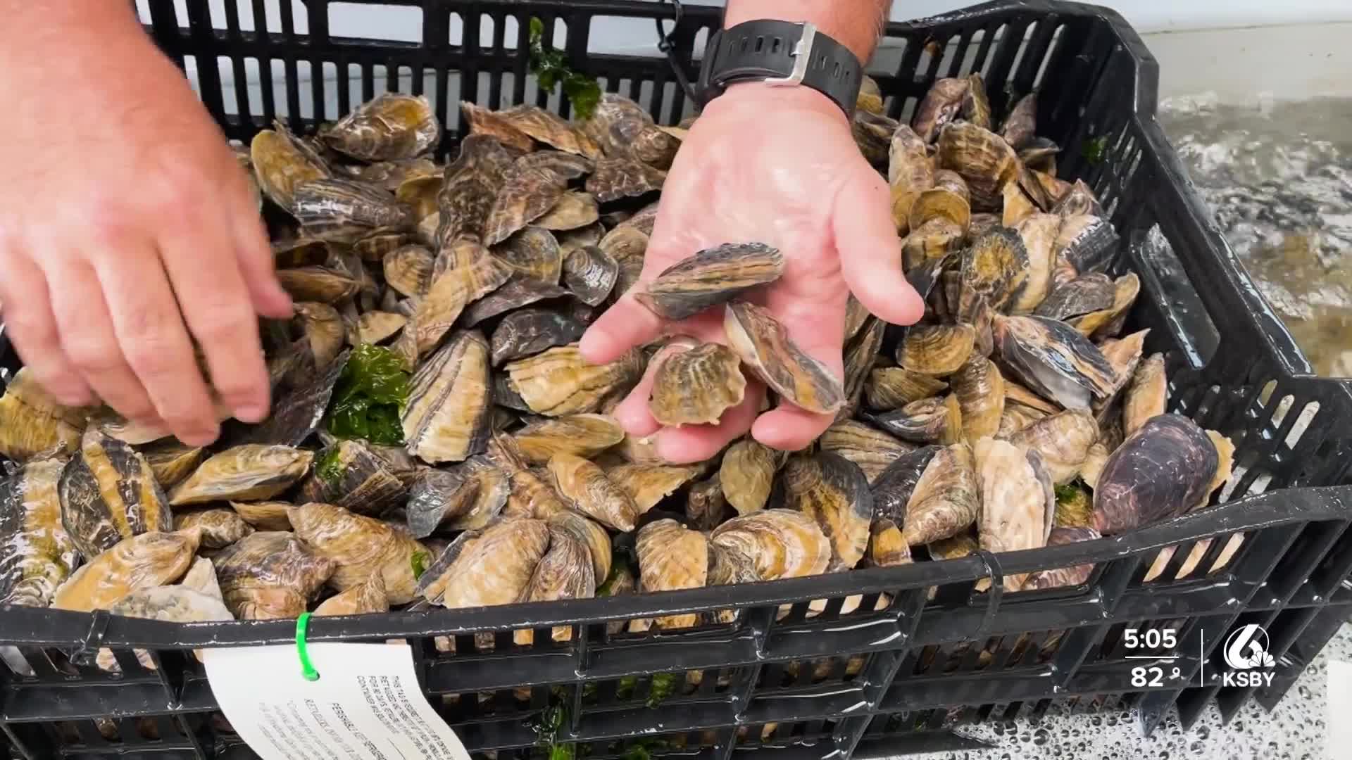 Sport-harvested shellfish advisory issued in San Luis Obispo County