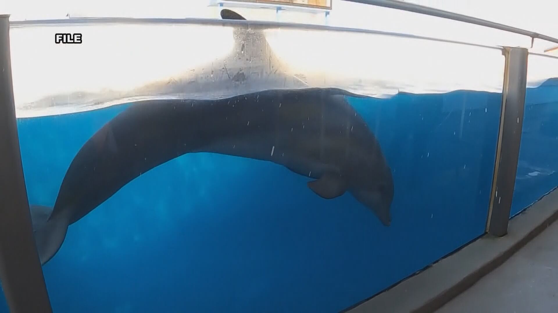 Three Gulf World dolphins sold to Theater of the Sea