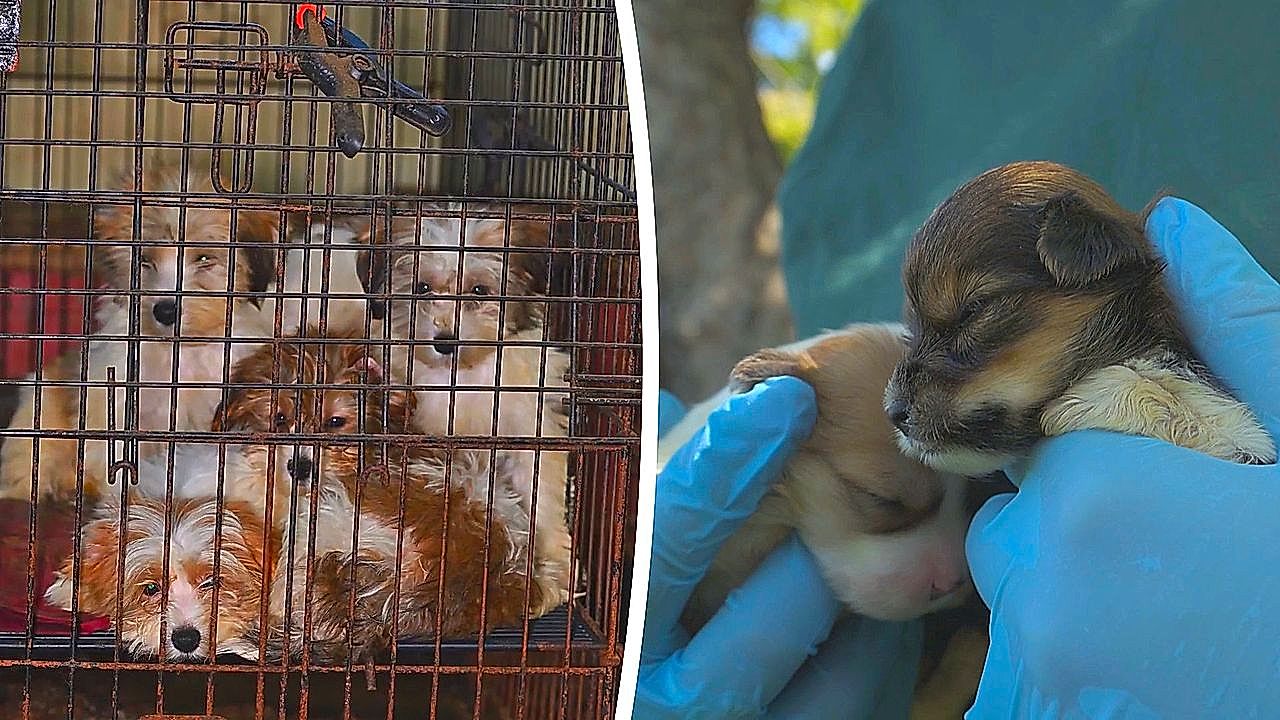 100 neglected dogs rescued from breeder's home in Maryland