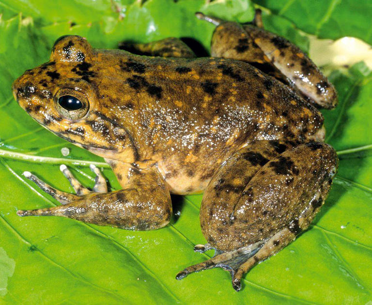 ‘Giant' creature found lurking near stream in Madagascar. It's a new ...