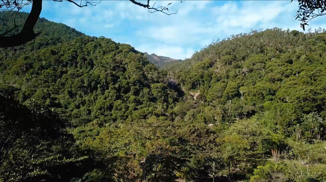 ‘Giant' creature found lurking near stream in Madagascar. It's a new ...