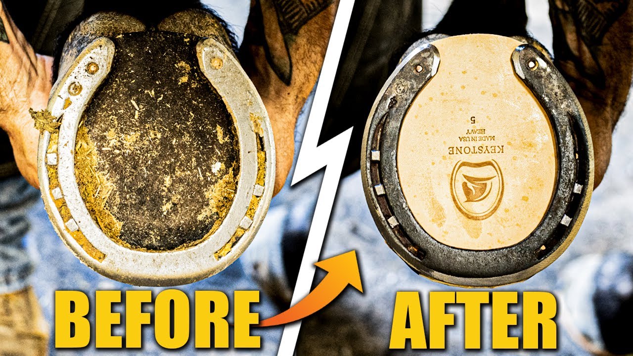 Full Restoration Farrier ASMR – Oddly Satisfying Horse Hoof Care