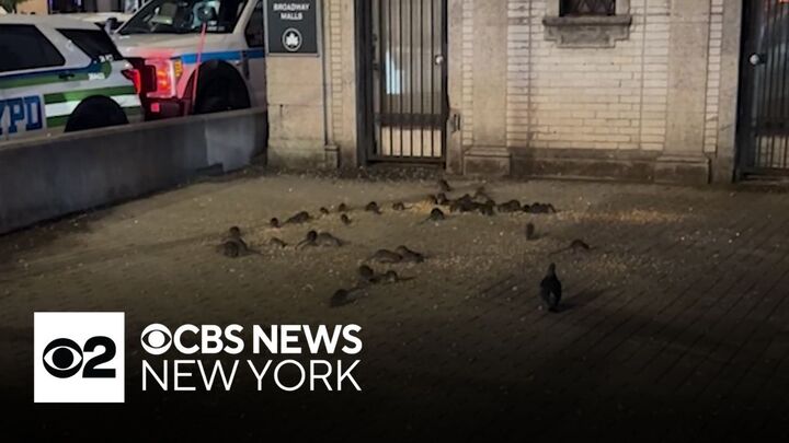 Swarm of rats plaguing NYC's Upper West Side, residents say