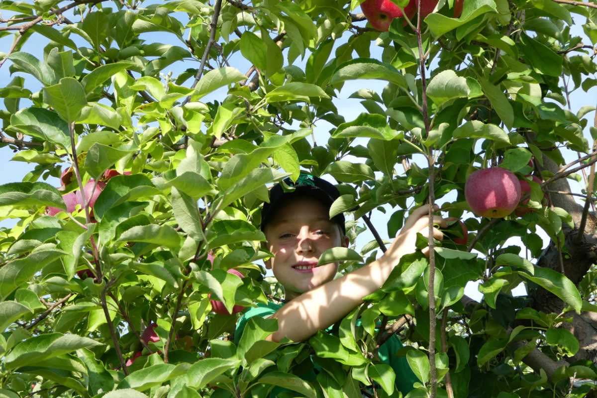 U Pick Apples Near Chicago: 11 Spots You'll Love (2025)