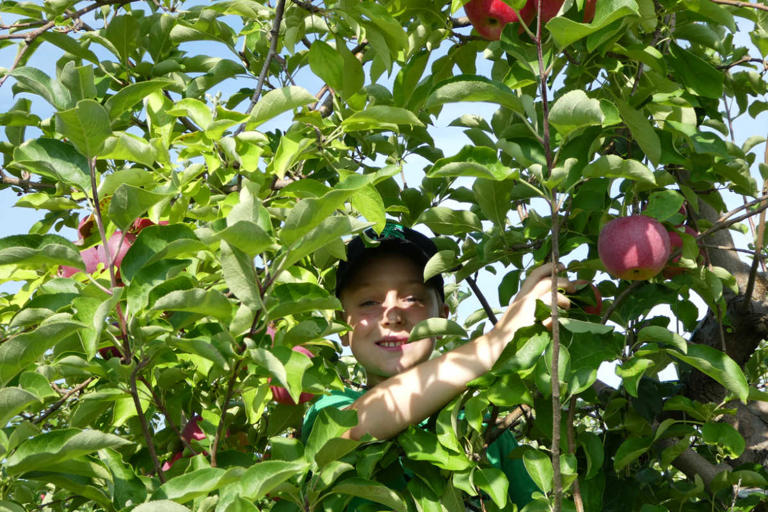 U pick apples near Chicago: 11 spots you'll love (2026)