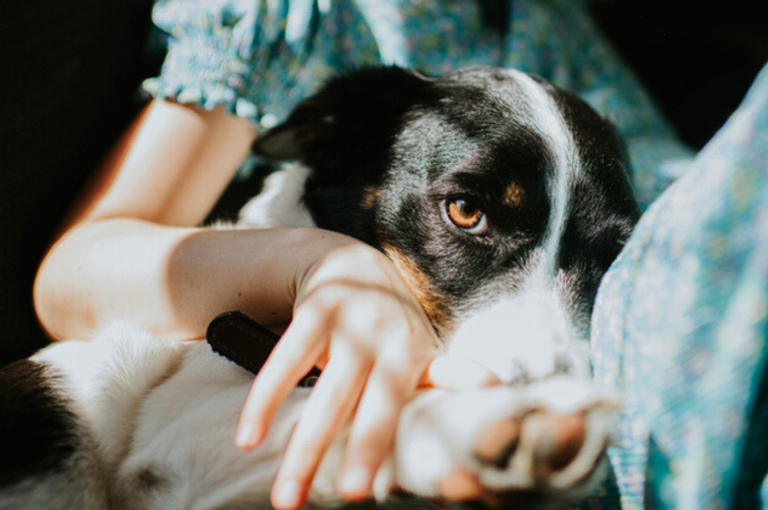Here's How Your Dog Acts Sick—Even When They're Not
