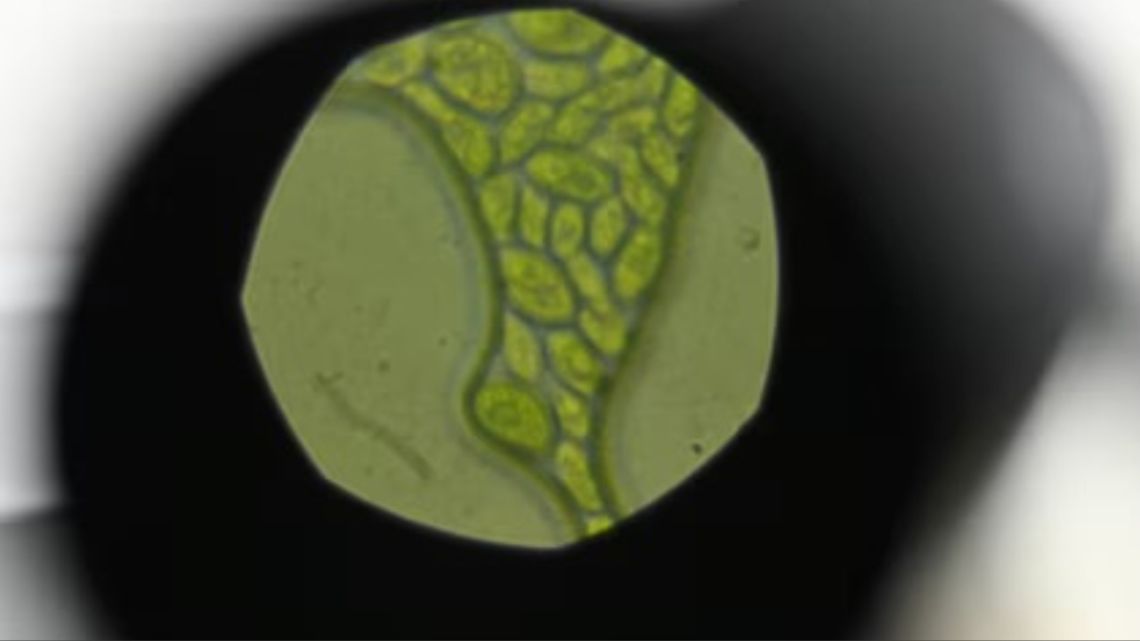 Revelan el rol de una microalga en la captura de dióxido de carbono en ...