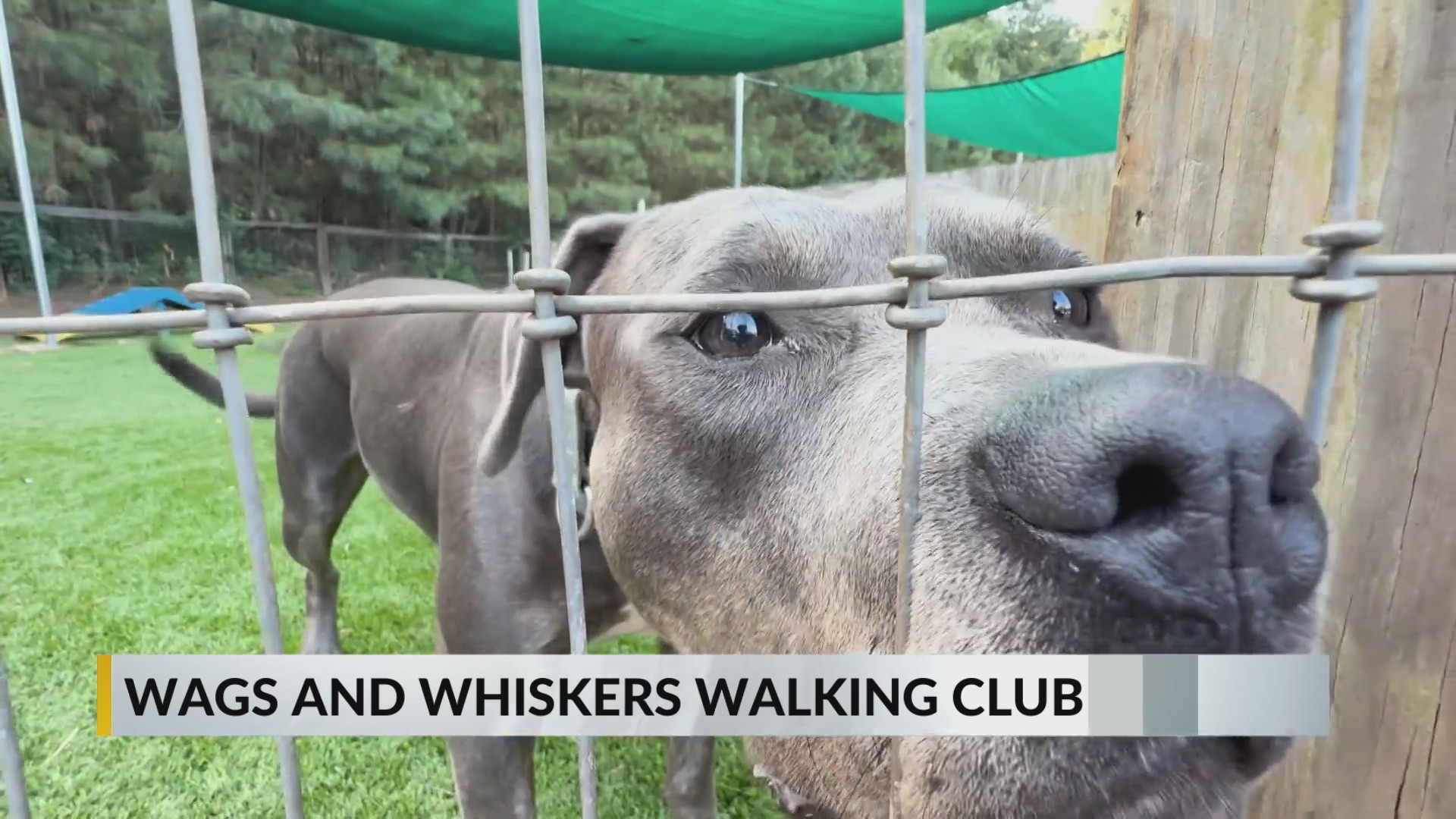 Humane Society of Harris Co. volunteer dog walking group takes strides ...