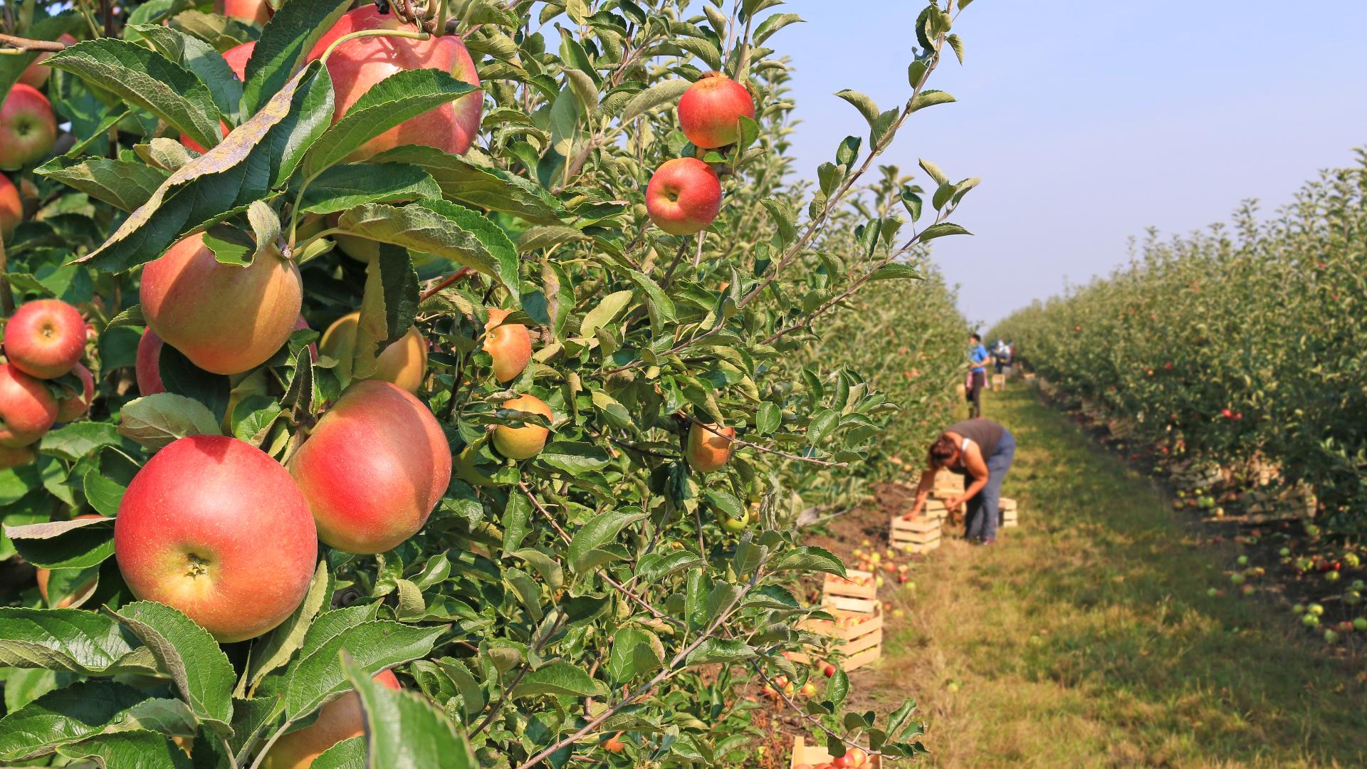Where to pick apples, pumpkins this fall in central Ohio
