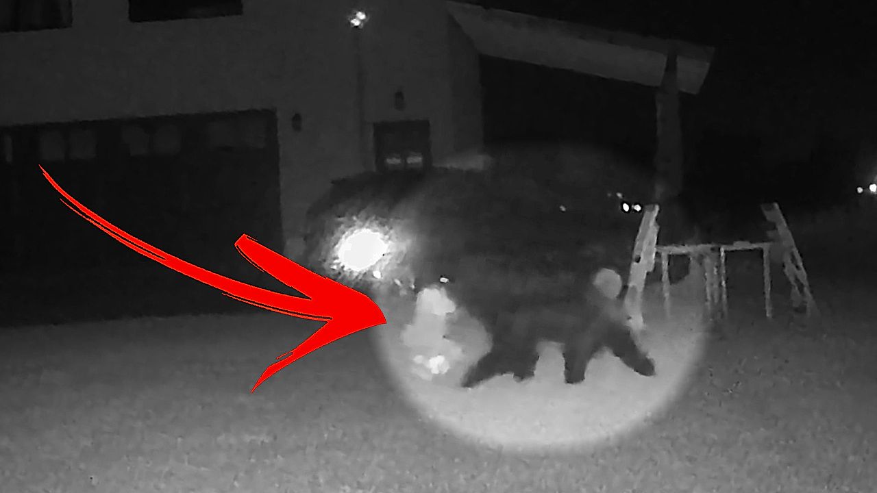 Caught in the act! Mama bear steals dog's stuffed toy for her cub