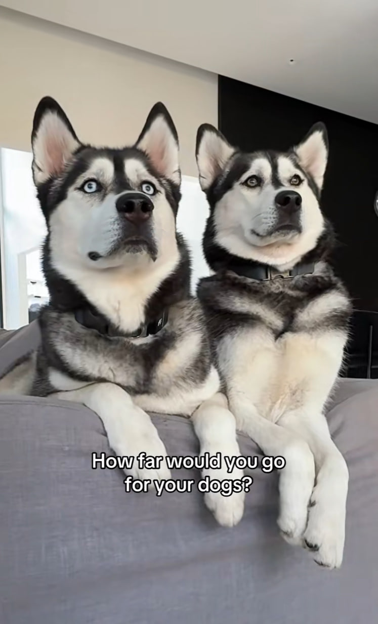 For the Love of Dogs – How Far Is Too Far?
