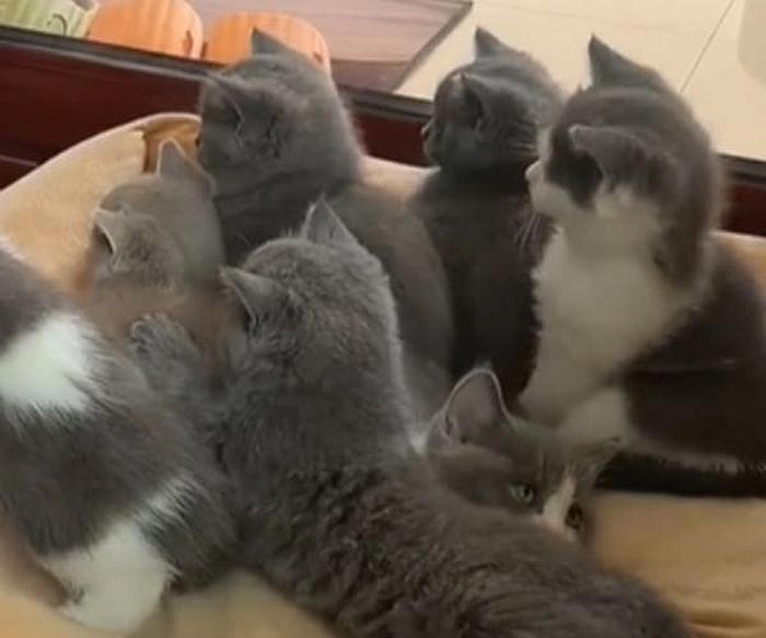 「育児の秘訣はアニメ？」父猫と7匹の子猫の微笑ましい時間に、母猫も思わず舌を巻く！