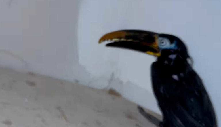 Firefighters Called To Save Toucan Trapped Behind Dishwasher After ...
