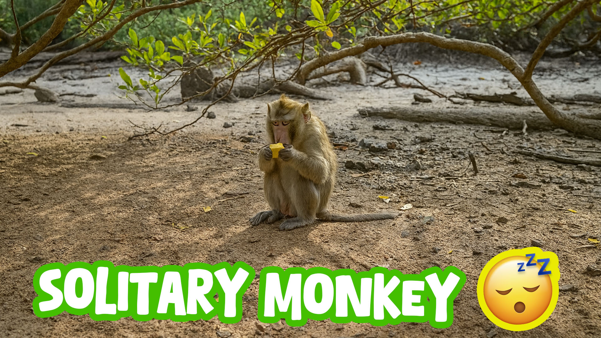 A Solitary Monkey Resting in the Wild