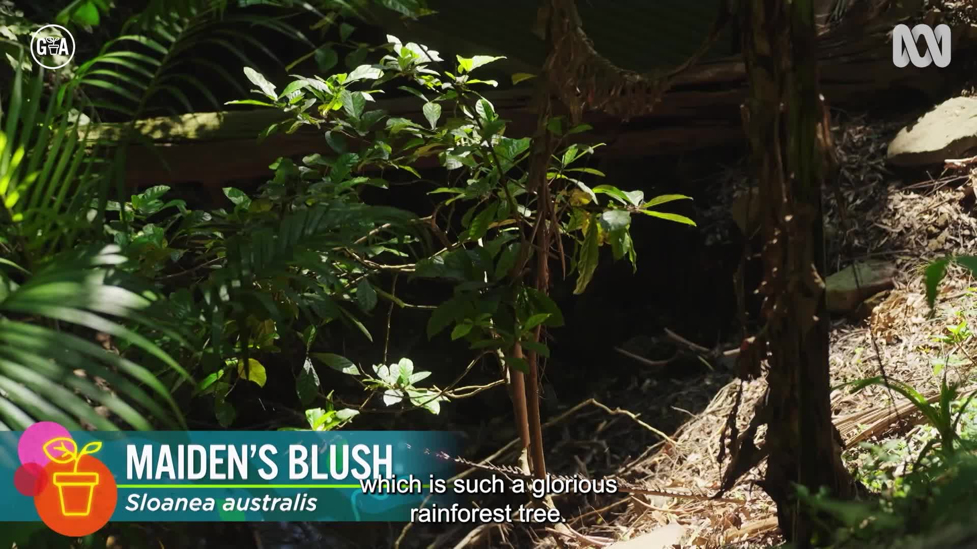 My garden path | Tim Flannery