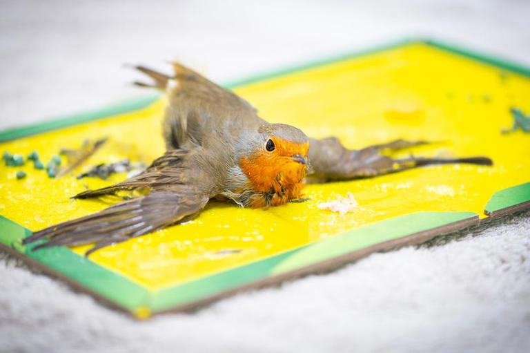 Essex vet's warning after beautiful robin caught in illegal glue trap