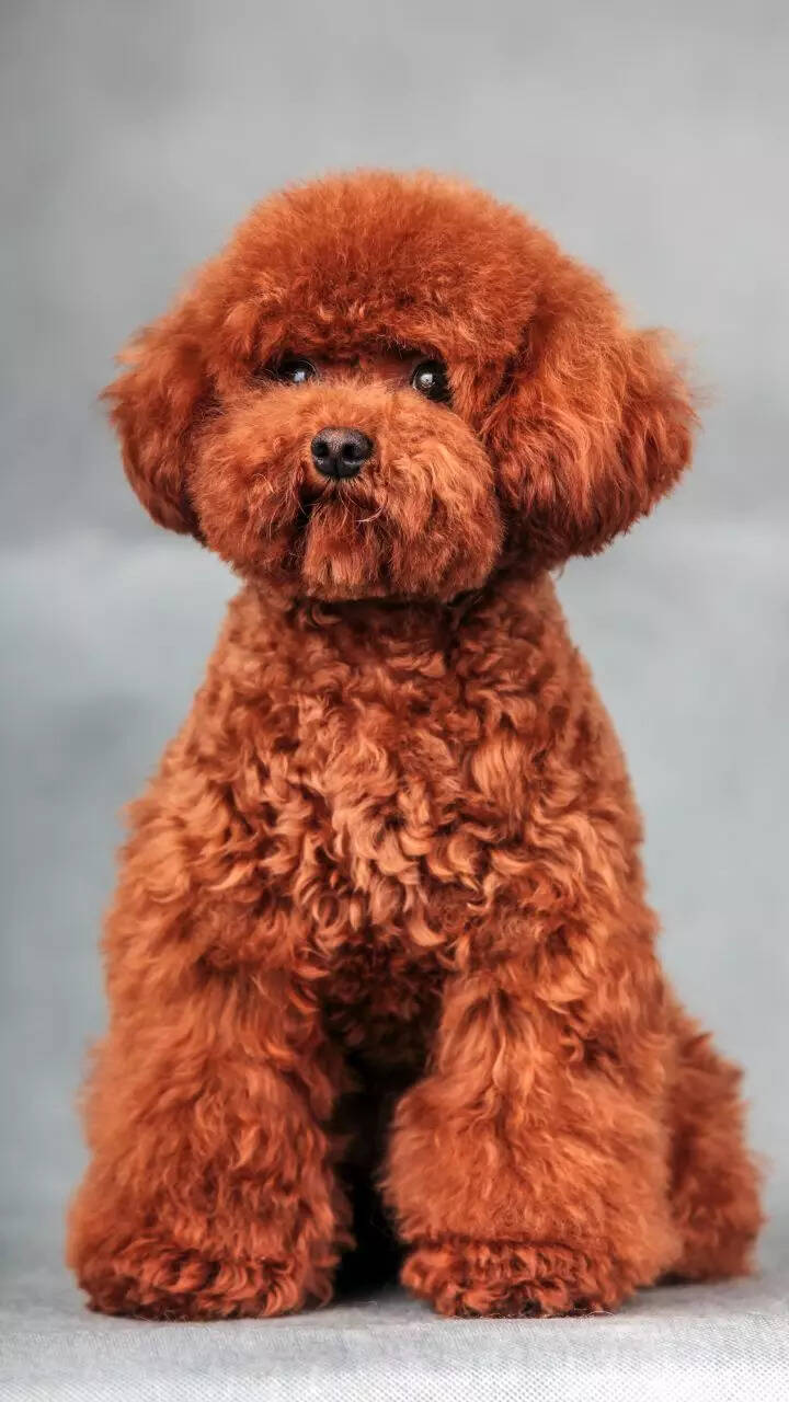 10 pet dog breeds that don’t shed much – Perfect for a clean, hair-free ...
