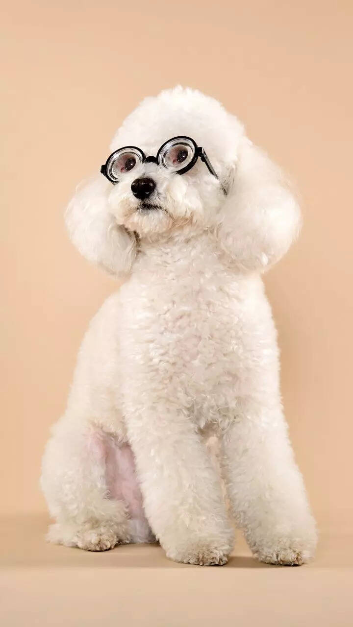 10 pet dog breeds that don’t shed much – Perfect for a clean, hair-free ...