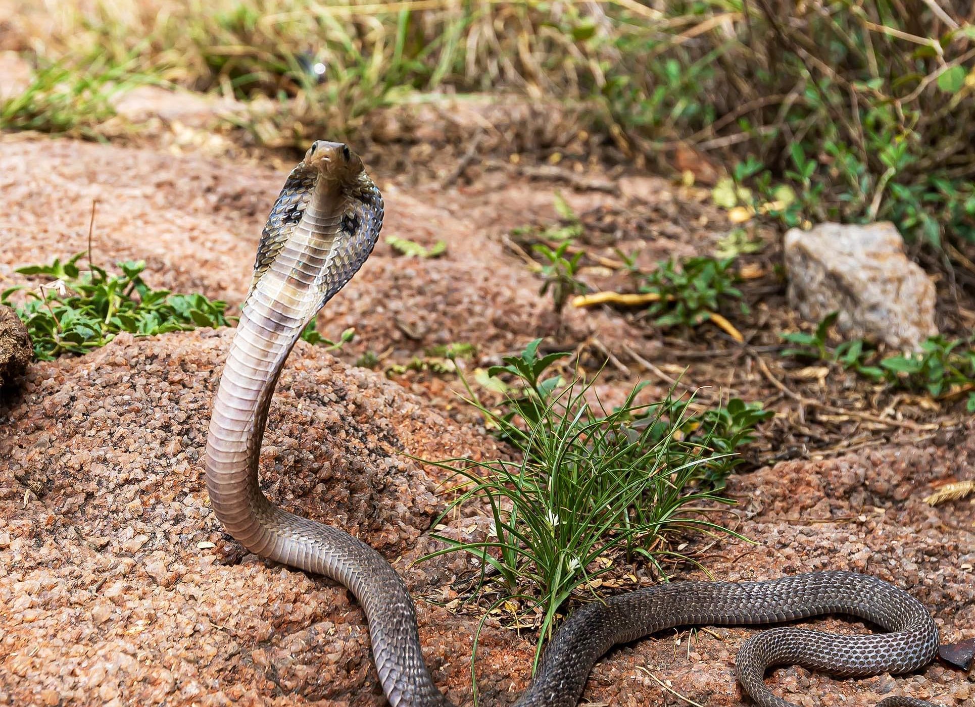 Bengaluru techie dies after venomous snake bite in footwear