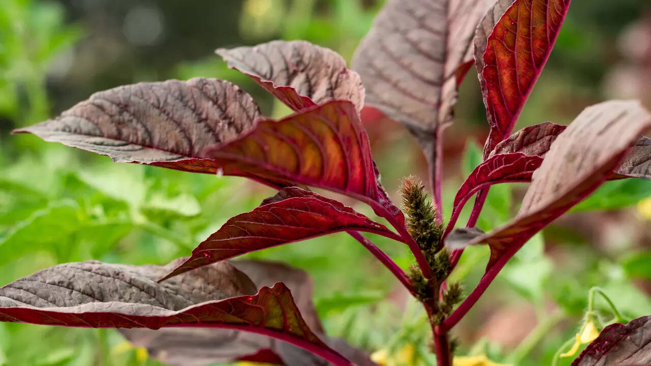 5 vegetarian foods that help boost haemoglobin levels naturally