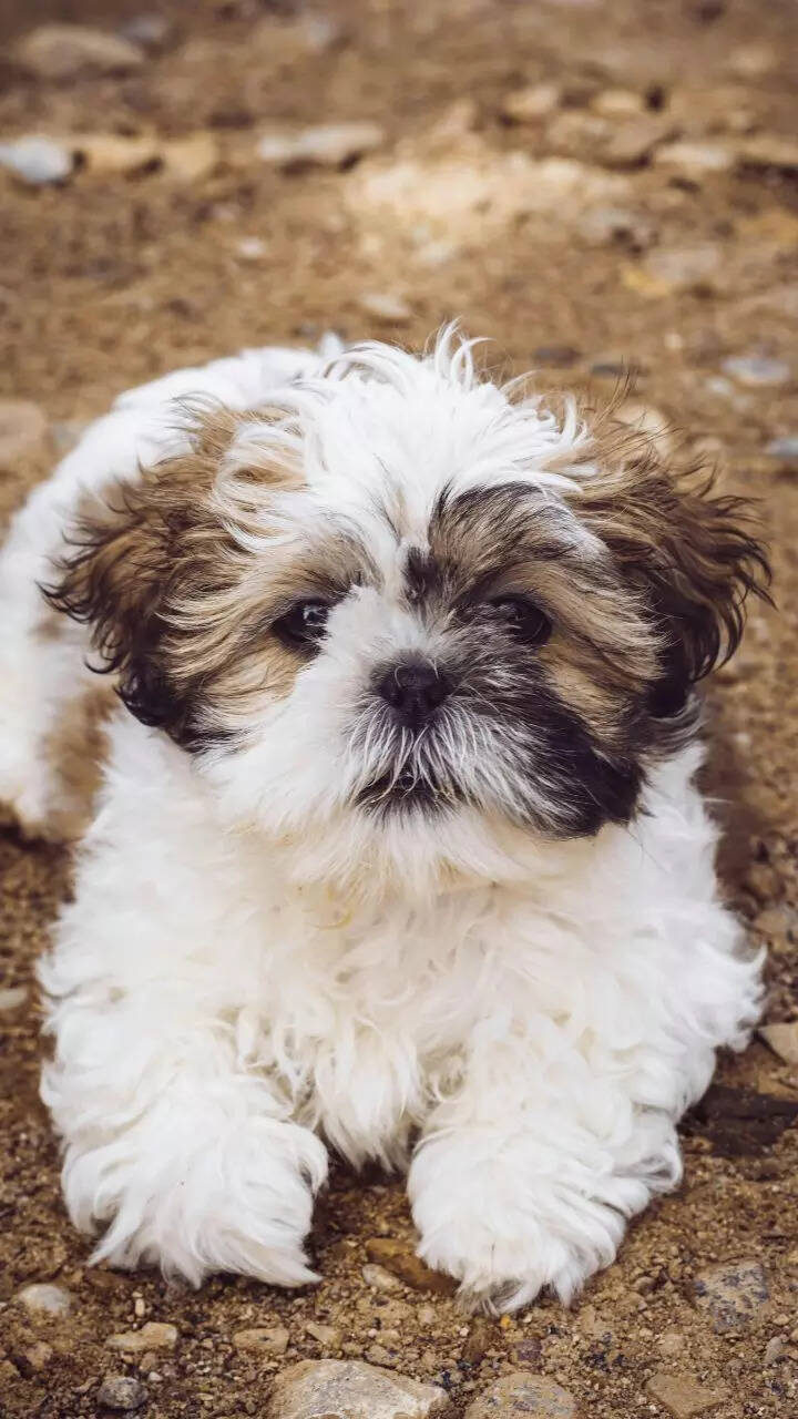 10 pet dog breeds that don’t shed much – Perfect for a clean, hair-free ...
