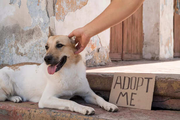 One Dog Can Change Your Whole Life