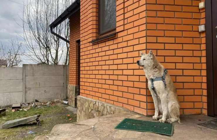 Cane fedele trova una famiglia dopo giorni davanti alla casa della ...