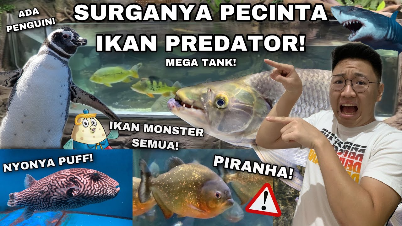 Pecinta Ikan Wajib Nonton! Akuarium Seukuran Rumah dengan Hiu & Ikan ...