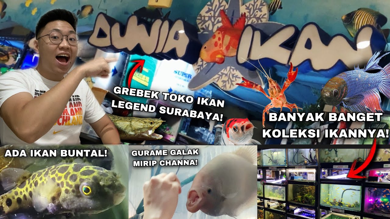 Grebek Toko Ikan Legend Surabaya Part 2! Gurame Galak & Ikan Helikopter