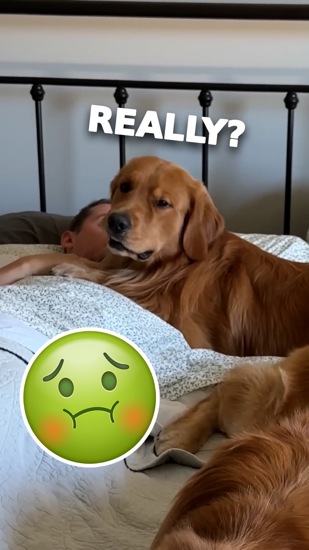 Dog Reacts to Fart Machine Prank