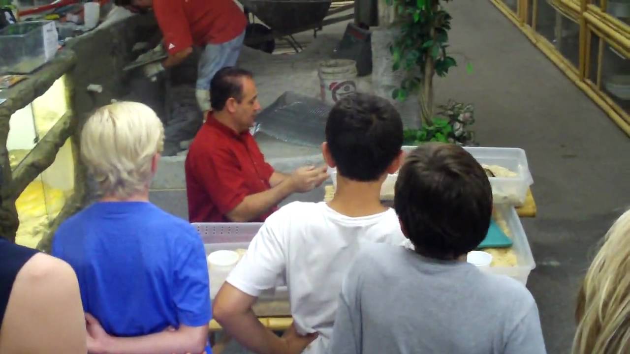 Ball python eggs: removing bad eggs and talking snake genetics