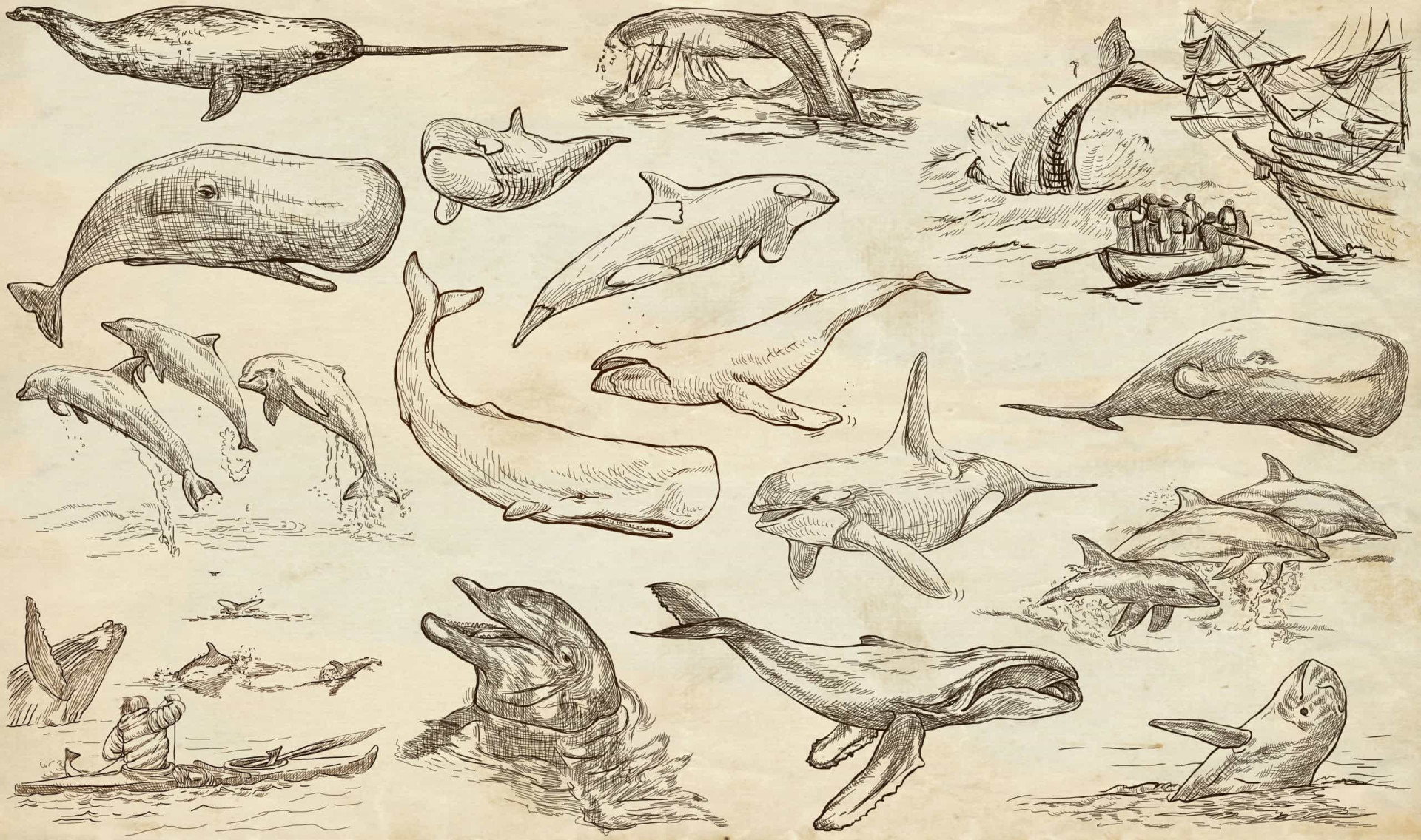 A deep dive into the killer whale matriarchy