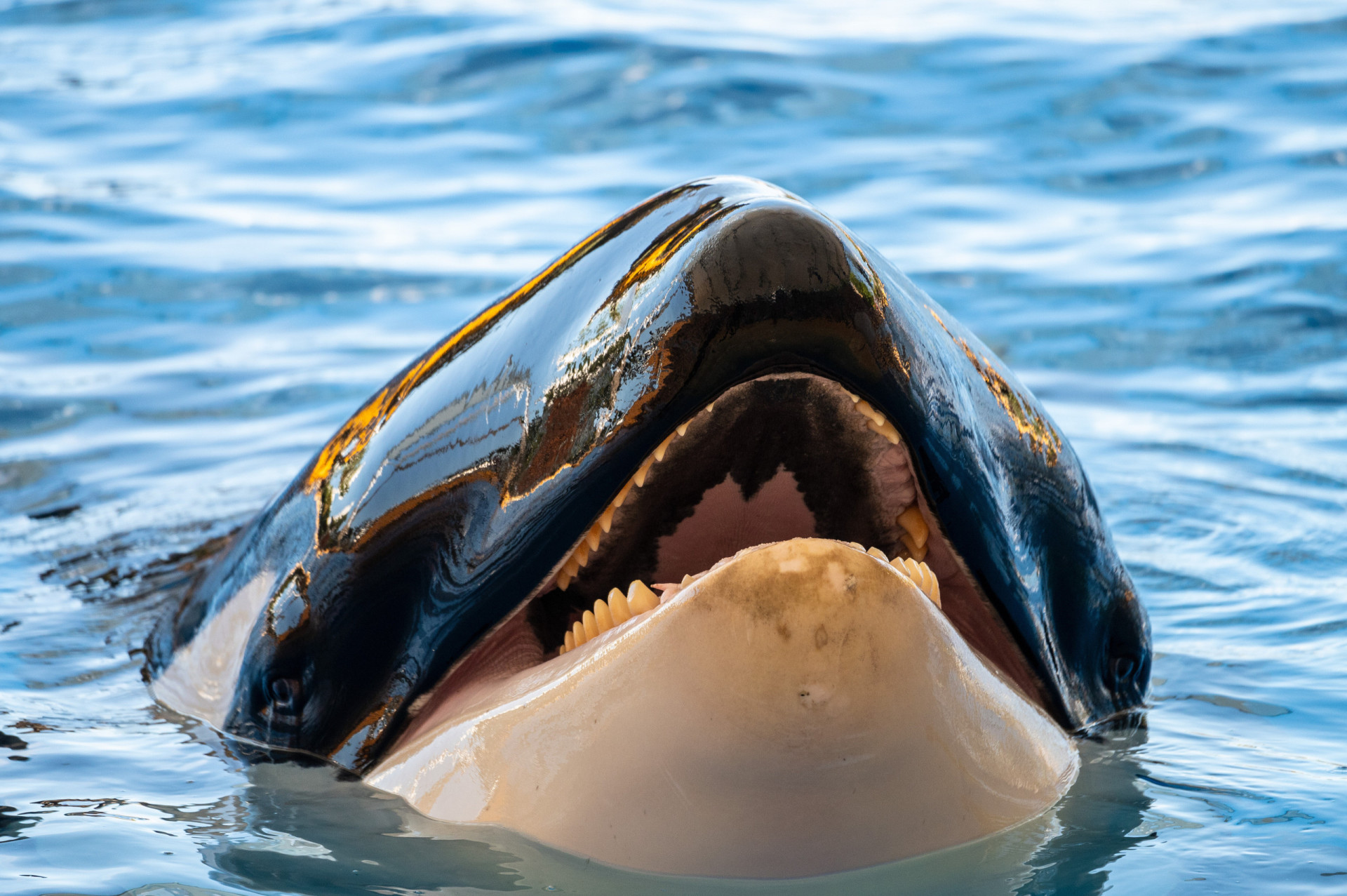 A deep dive into the killer whale matriarchy