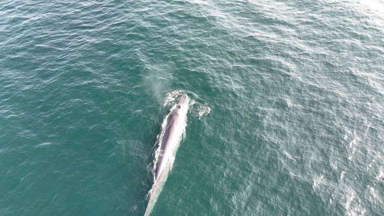 Divers stunned as rare fin whales breach in English Channel
