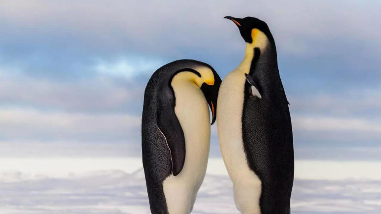 Do birds have teeth? 5 species with tooth-like features