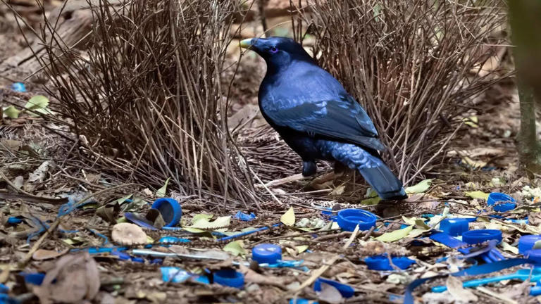 Do birds have teeth? 5 species with tooth-like features