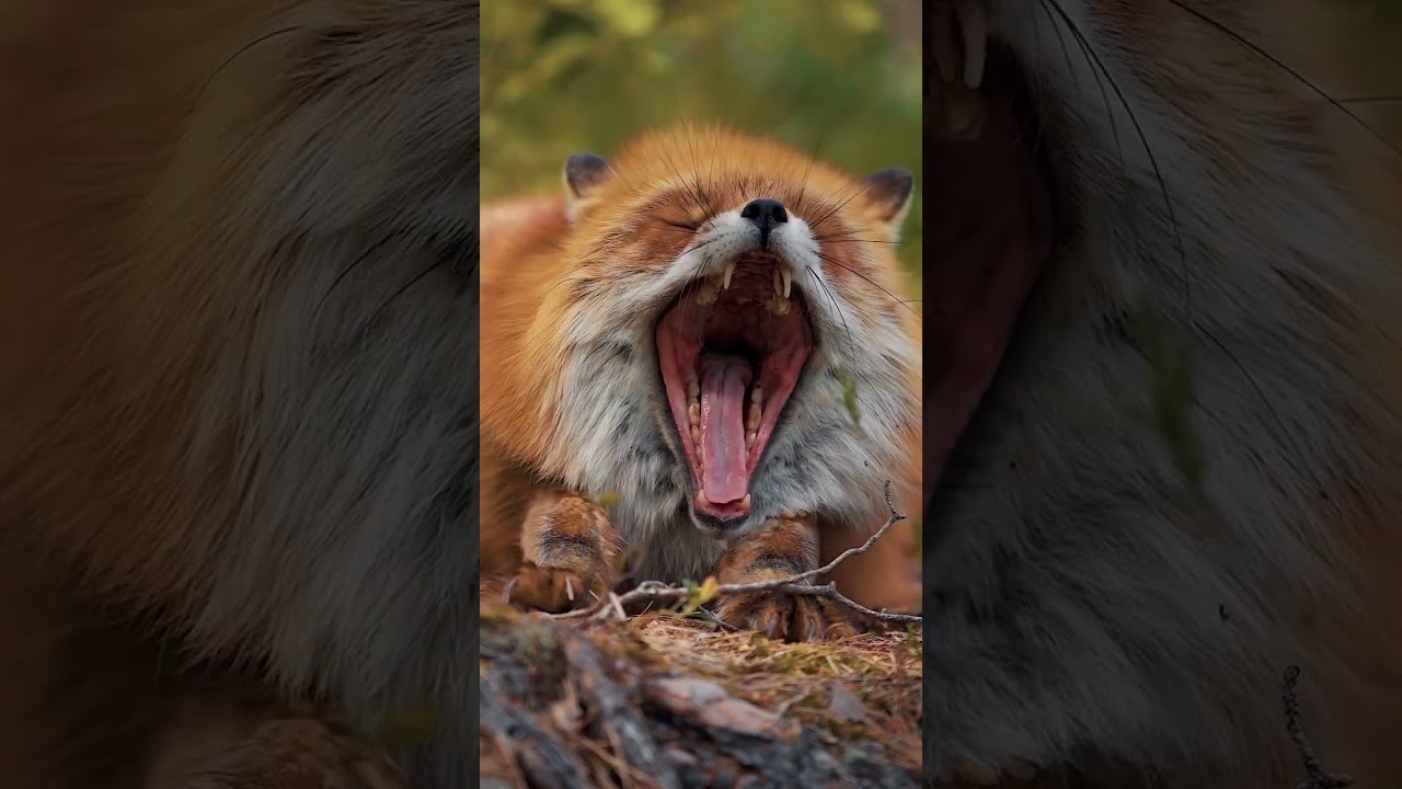 Sleepy fox curls up for a cozy afternoon nap