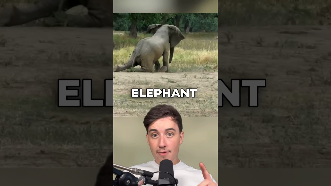 The emotional moment an ailing elephant approached humans for medical aid