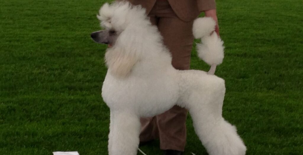 Top 10 Most Athletic Dog Breeds — Ranked from 10 to 1