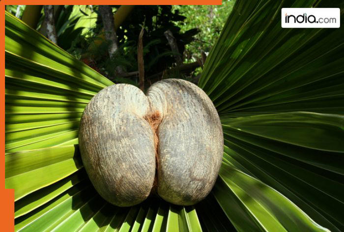 THIS is most expensive coconut in the world? Its cost is Rs..., is ...