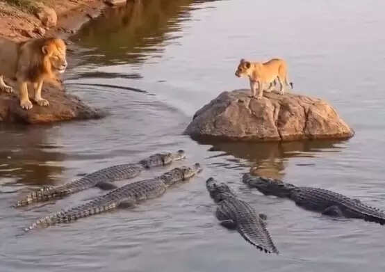 Watch: Eagle Saves Lion Cub from Crocodiles in Shocking Viral Video