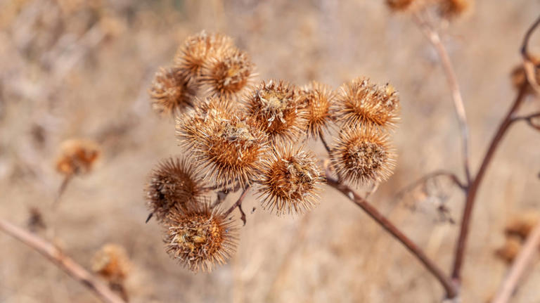 What To Know About The Little Seeds That Stick To Your Clothes While Hiking