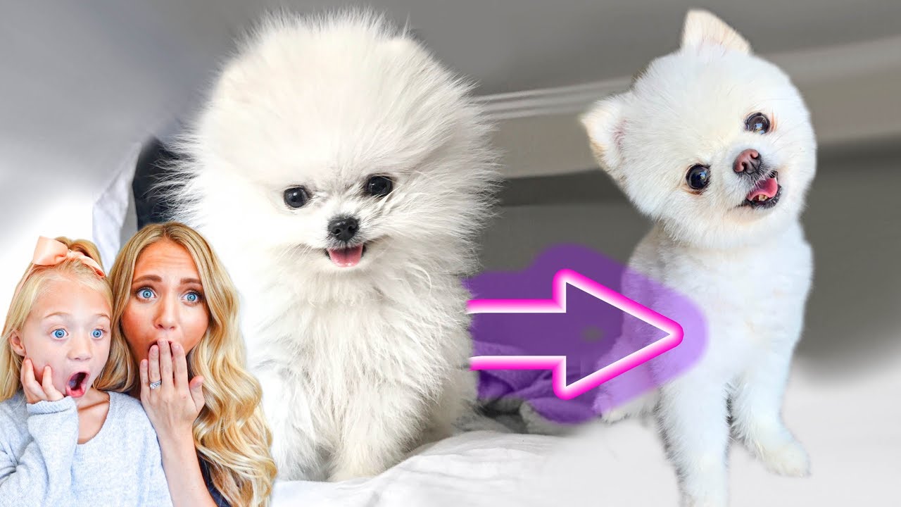Tiny Puppy Gets Full Shave—Cutest Look Yet