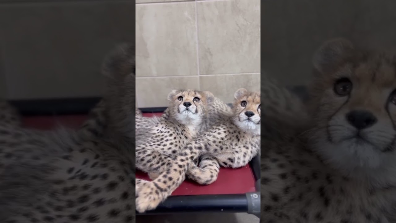 Baby cheetahs play and explore together