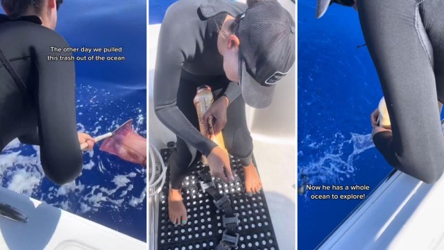 Diver makes sad discovery inside plastic jug found floating in ocean ...