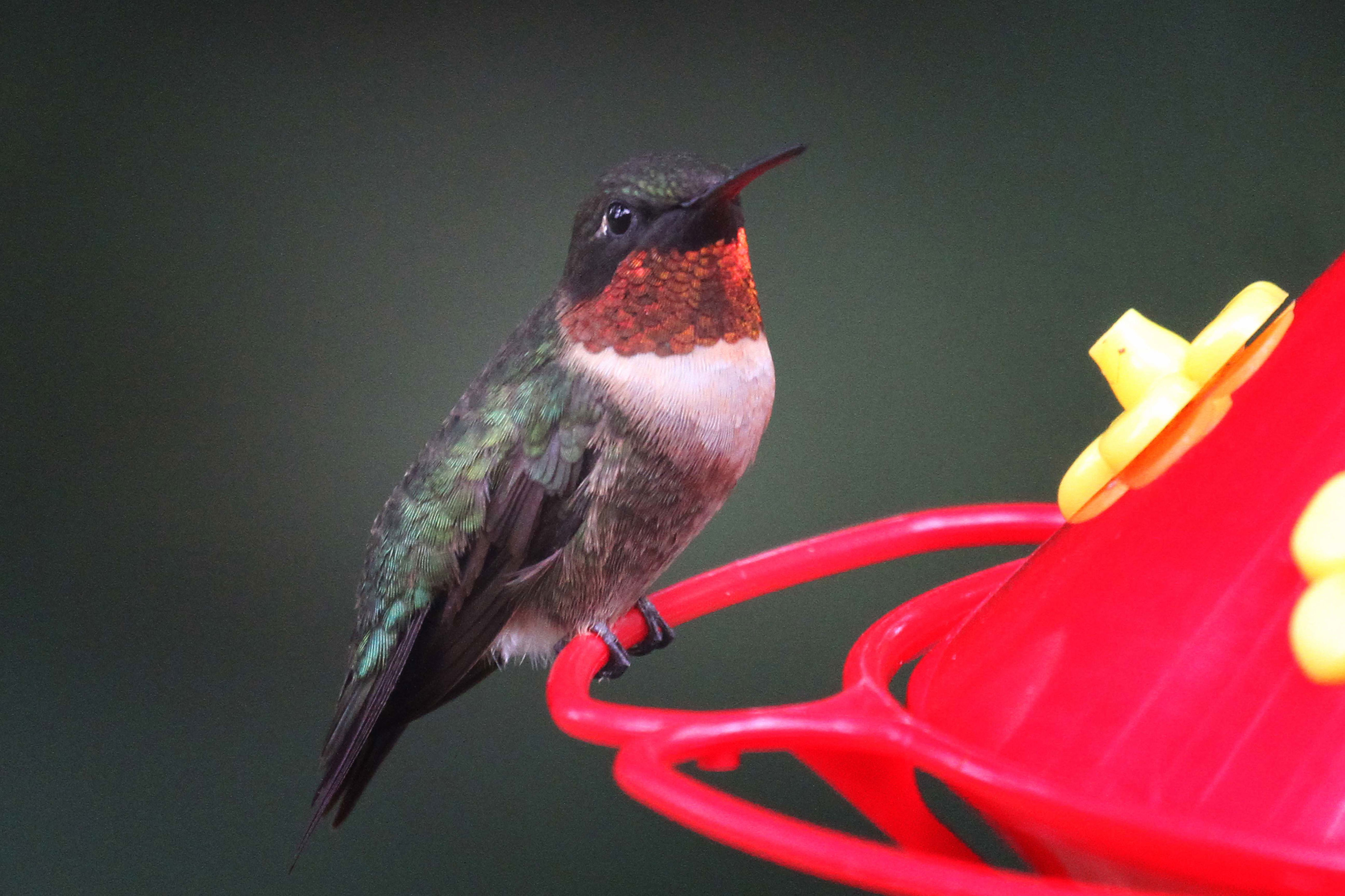 Hummingbirds fall migration from MA starts soon. Should I take down my ...
