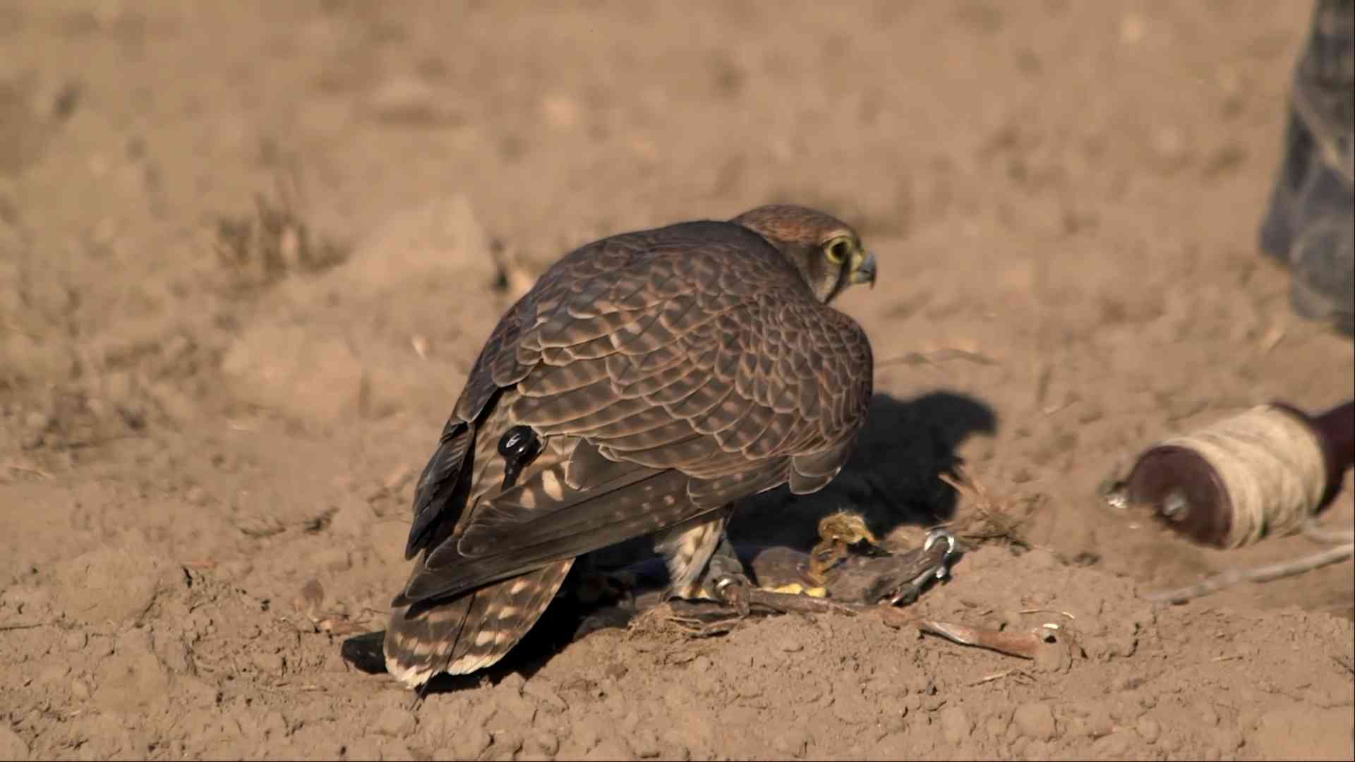 Nature’s Sky Rockets - Meet The World’s Quickest Birds