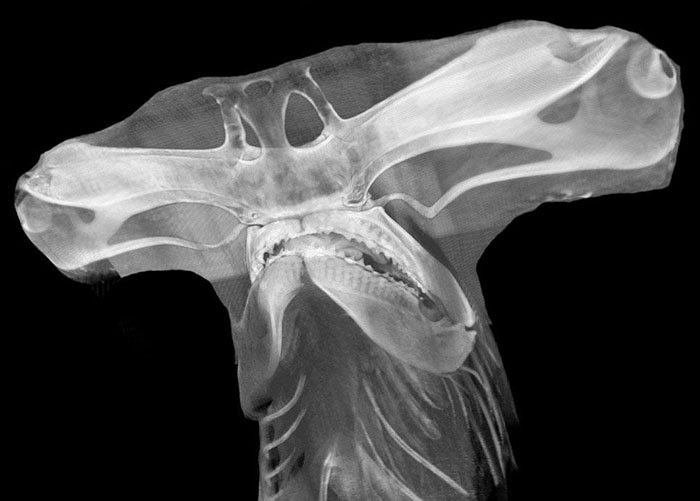 47 Times People X-Rayed Things And Got Interesting Results