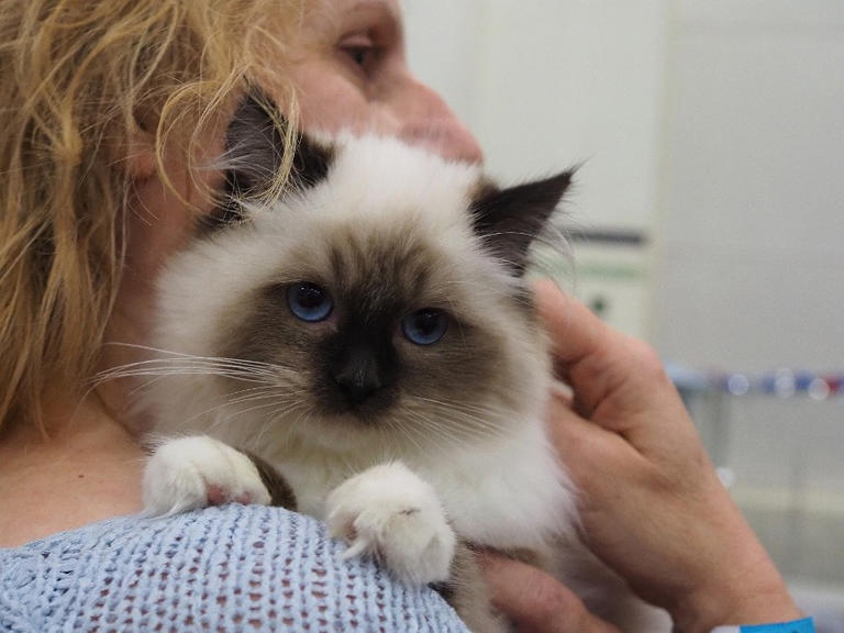 Te koty rasowe kochają Polacy! Najpiękniejsze koty rasowe. Oto najbardziej popularne rasy kotów ...