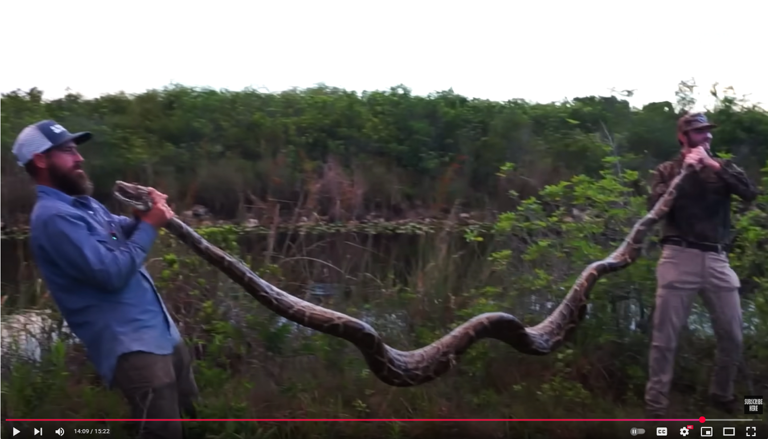 ‘Communal' python nesting site on Florida island had dozens of eggs ...
